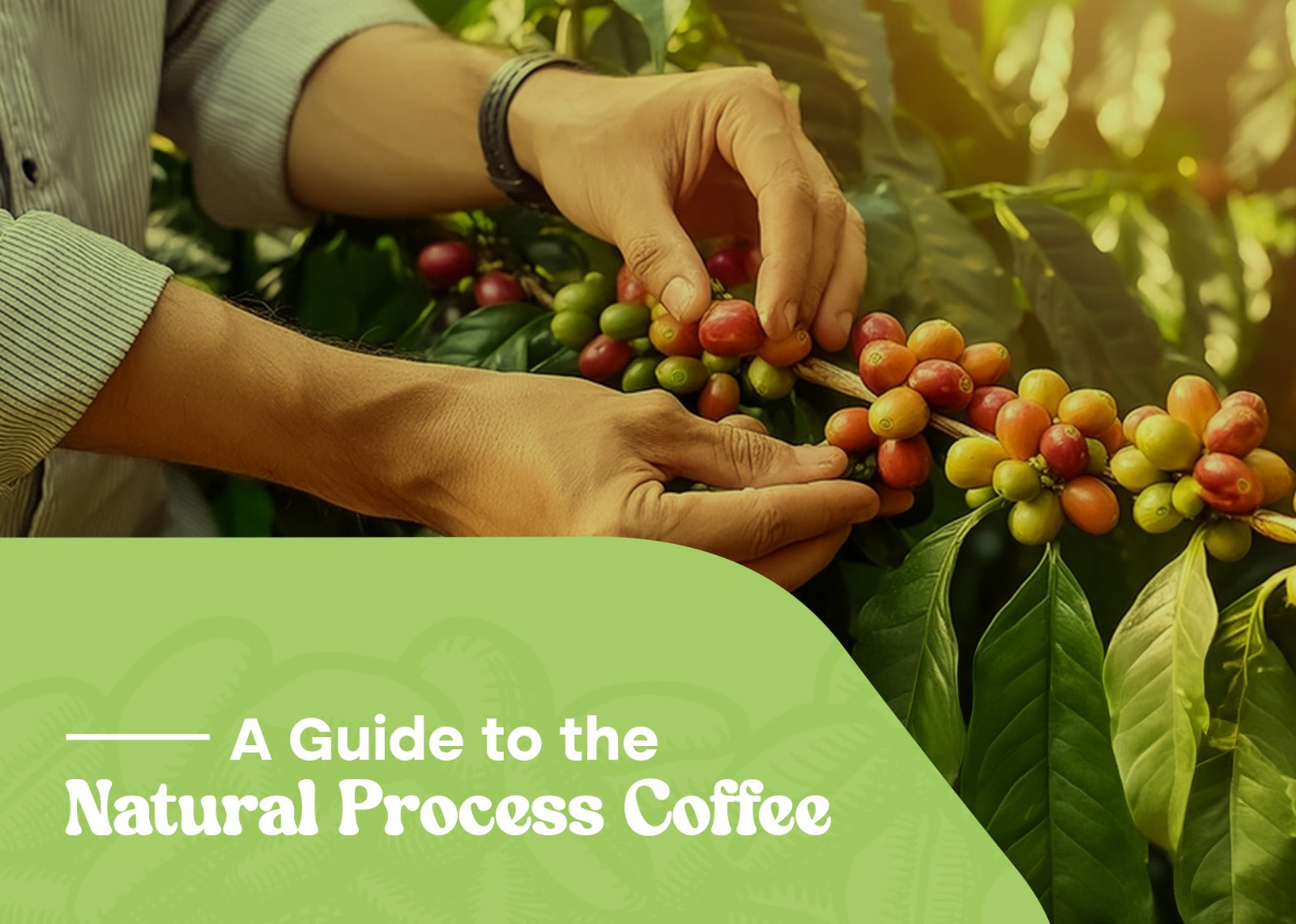 A Guide to the Natural Process Coffee | Greenbrrew