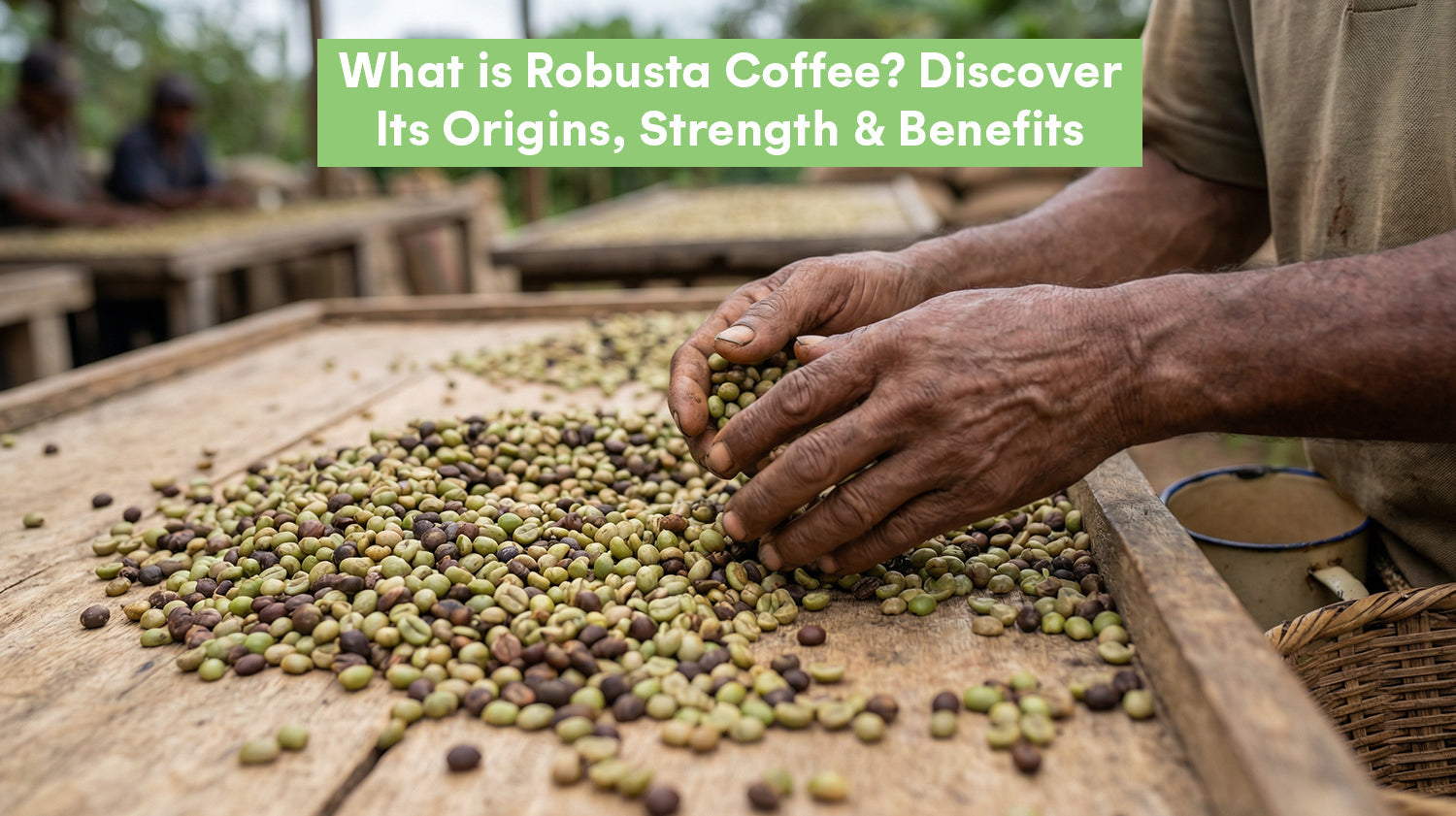 What is Robusta Coffee? Discover Its Origins, Strength & Benefits